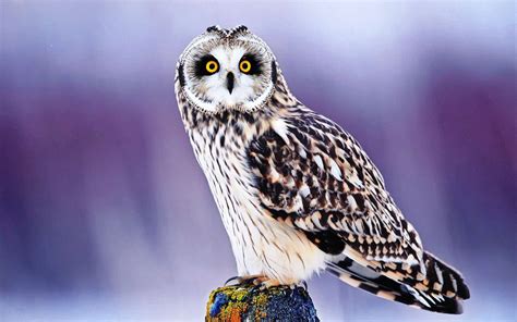 100 Cute Owl Wallpapers