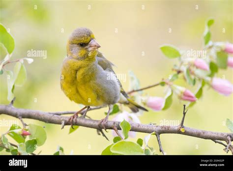 European Greenfinch Carduelis Chloris Greenfinch Sits On Branch Stock