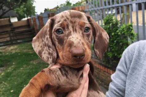 What Is A Dapple Dachshund Dachshund Central