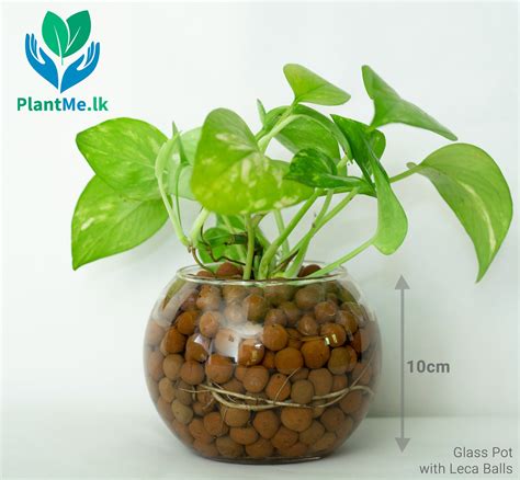 Buy Pothos Plant In Glass Pot With Leca Balls P 423 In Pannipitiya