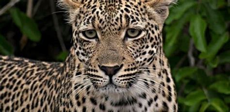 Pin By Ciuciek Ciućkowski On Leopard Females Leopard Animals Female