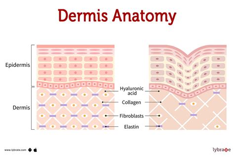 Dermis Human Anatomy Image Functions Diseases And Treatments