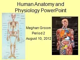 Ppt Human Anatomy And Physiology Powerpoint Powerpoint Presentation