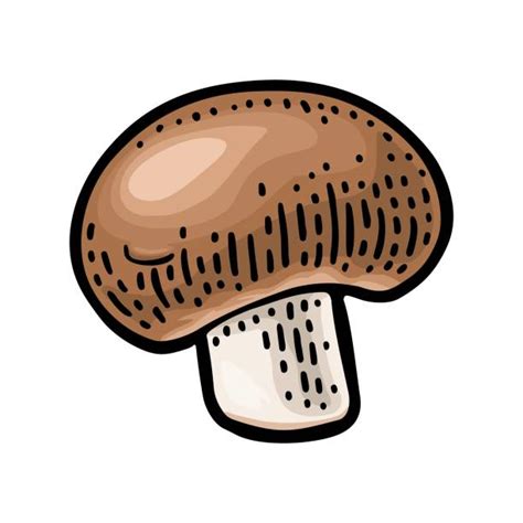 160 Mushroom Mycelium Grows Stock Illustrations Royalty Free Vector