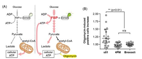 Acs Chem Biol 监测糖酵解关键代谢物的rna生物传感器 欢迎访问空军军医大学（第四军医大学）