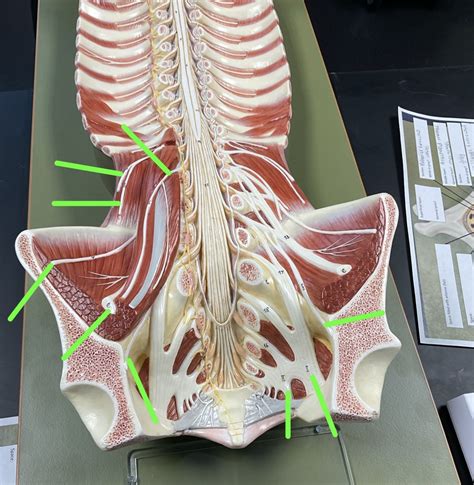 Lumbar Plexus Diagram Quizlet