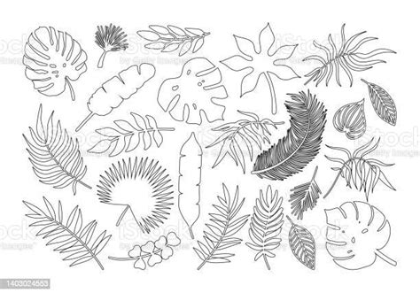 벡터 라인 아트 팜 리프 아이콘 세트 검은 열대 식물은 윤곽선 실루엣 이국적인 컬렉션을 남깁니다 몬스터 팬 팜 바나나 유칼립투스 코코넛 야자 잎 윤곽선이 흰색 배경에