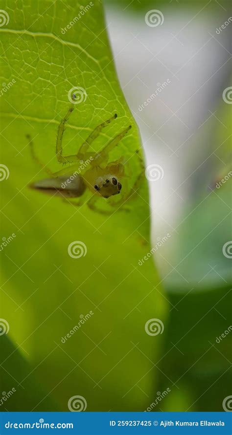Spider Macro Photography Stock Image Image Of Flower 259237425