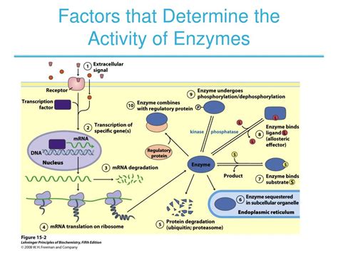 Ppt Chapter 15 Principles Of Metabolic Regulation Powerpoint
