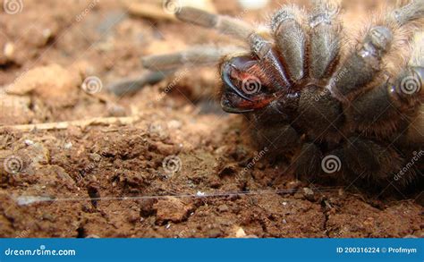 Tarantula Fangs Spider Tarantula Close Up Female Of Spider Tarantula