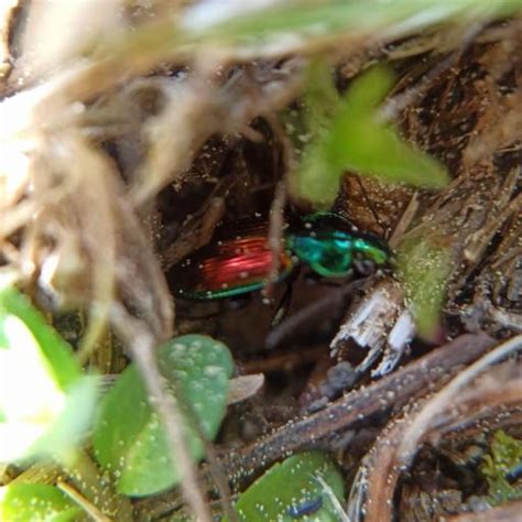 Leopard Slug Limax Maximus Insect Identification Guide Habitat And Facts