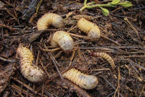 Observation Dun Compost En Maturation Les Jardins De Dzprod