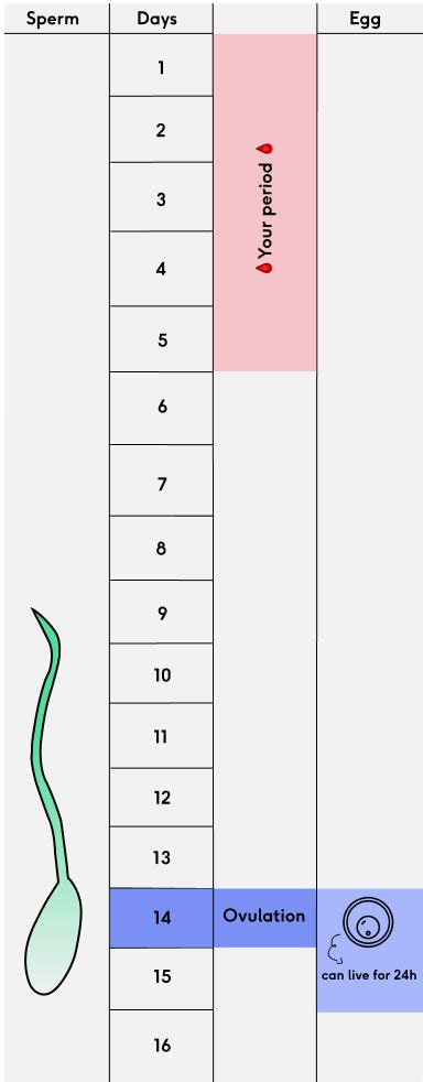 Can You Get Pregnant On Your Period The Lowdown