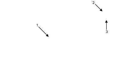 Medial Saphenous Vein Cat