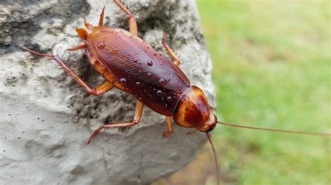 Palmetto Bug Or Cockroach Differences And How To Kill Them