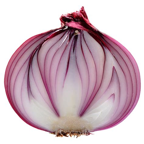 Onion PNG Transparent Onion.PNG Images. | PlusPNG