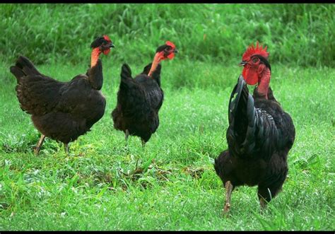 Turkey Chicken Hybrid
