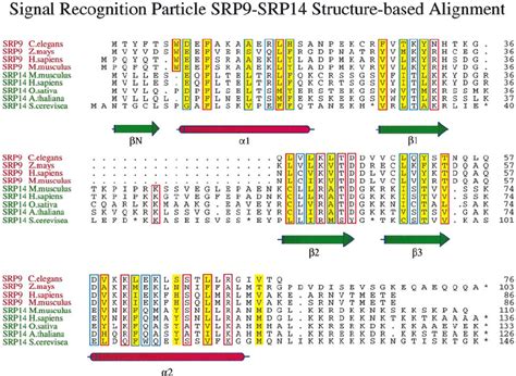 structure based sequence alignment comparing signal recognition