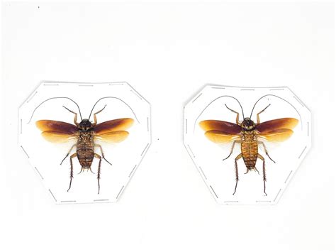 Two 2 Spread Australian Cockroach Periplaneta Australasiae A1 Spec