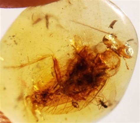 Amber Ponopterixidae Fossils From In Amber 0 2×0 7×1 2 Catawiki