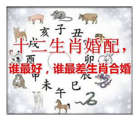 十二生肖婚配誰最好誰最差生肖合婚最好的六合婚姻最差的六沖婚姻 PEEKME