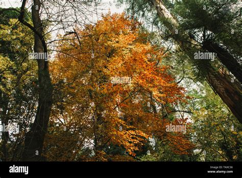 Melbourne Tree Canopy Hi Res Stock Photography And Images Alamy