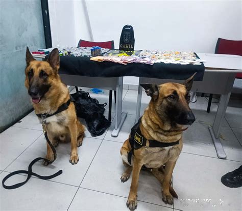 Cães Policiais Da Gcm Ajudaram A Encontrar 26 Kg De Drogas Desde 2023
