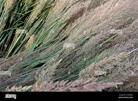 Calamagrostis Brachytricha Korean Feather Reed Grass Ornamental Grass