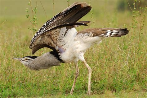 What Is The Worlds Heaviest Flying Bird The Garden Of Eaden