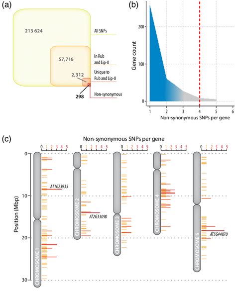 Distribution Of Single Nucleotide Polymorphisms Snps In Selected A Download Scientific