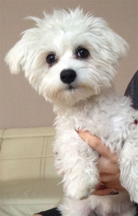 Jay Mini Malteser Pawshake Wiesbaden Mehr Chihuahua Maltipoo Puppy