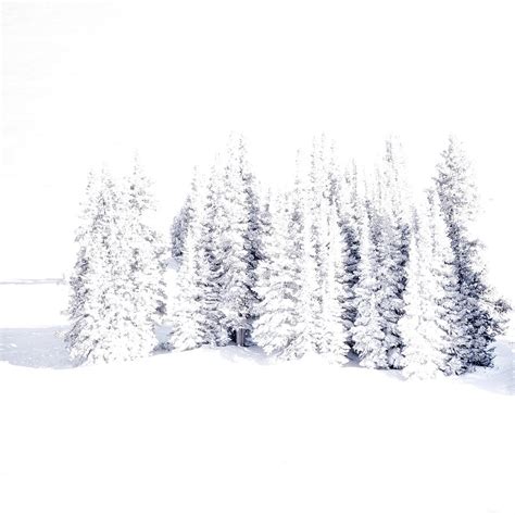 Frozen Photograph By The Forests Edge Photography Diane Sandoval