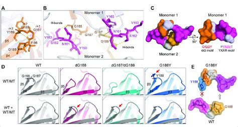 Predicated interaction of the diG motif with the YXXΦ motif A Four