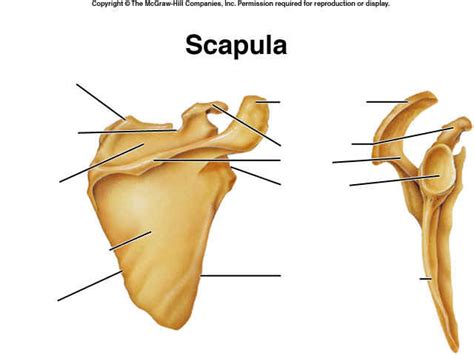 Scapula Markings