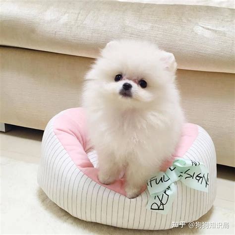 博美犬真正被你“养熟”，才会有这些特征，藏不住 知乎