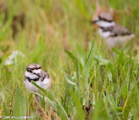 Killdeer With Babies Bird Photography Utah
