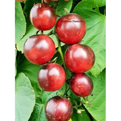 Черная клубника (Black Strawberry), США
