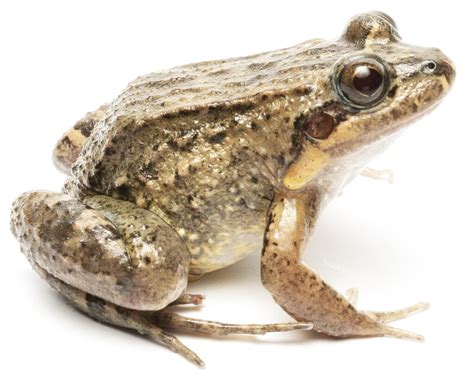 Familia Leptodactylidae Anfibios Y Reptiles De Colima