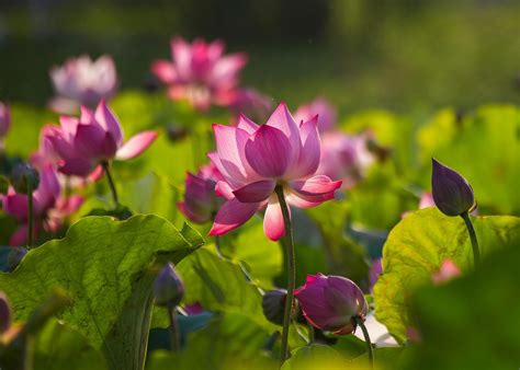 로터스 꽃들 핑크 꽃 Pixabay의 무료 사진 Pixabay