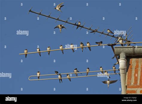 Barn Swallow Hirundo Rustica Flock Gathering On Television Aerial