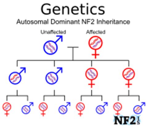 Nf Is