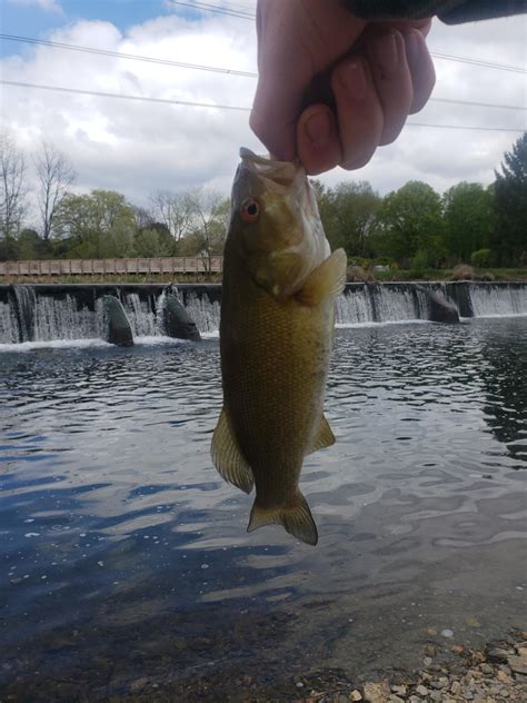 I Caught My First Smallmouth Bass Today It Was Just A Small One On A