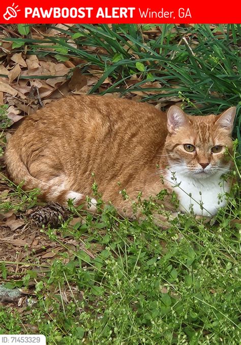 Winder Ga Lost Female Cat Ruby Is Missing Pawboost