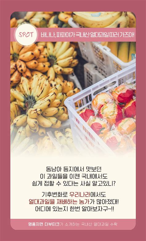 바나나 파파야가 국내산 열대과일 따러 가즈아 네이버 포스트