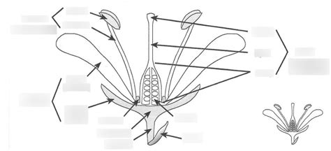 Systematic Botany Flower Morphology Diagram Quizlet