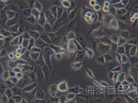 Nci H1299人非小细胞肺癌细胞 企业官网