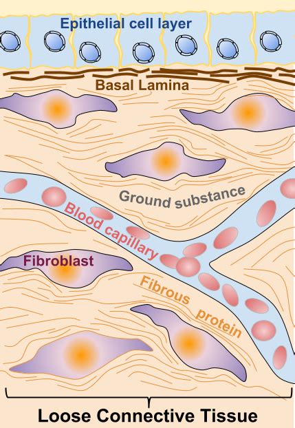 What Is The Difference Between Basal Lamina And Reticular Lamina Pediaacom