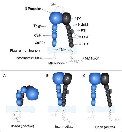 4 Integrin Structure And Domains Integrin Is A Heterodimer Consisting Download Scientific