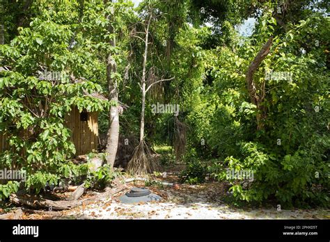 A Tropical Forest Clearing By The Beach Of Tiny Mantigue Island Near