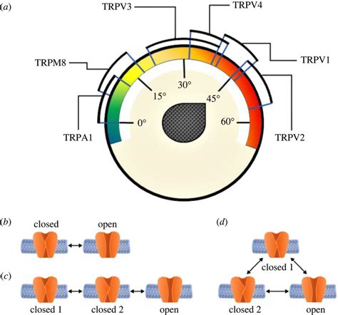 A Temperature Sensitivity Of Different Members Of The TRP Channel Download Scientific